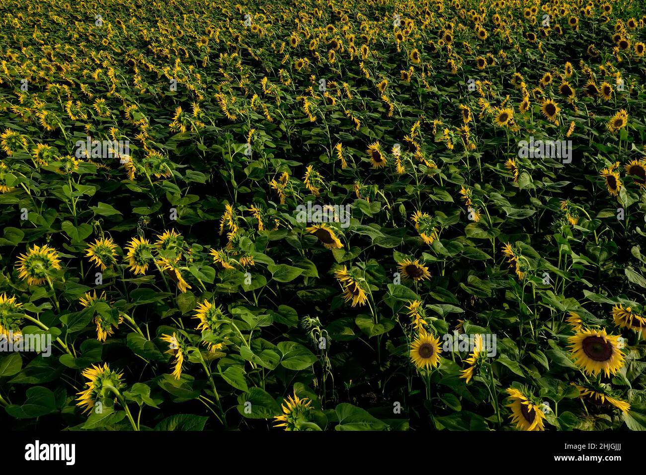 Top view field flowering sunflower hi-res stock photography and images ...