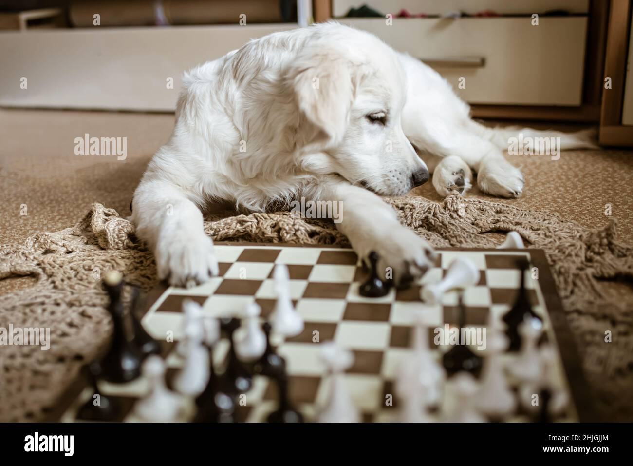 Golden chess pieces hi-res stock photography and images - Alamy