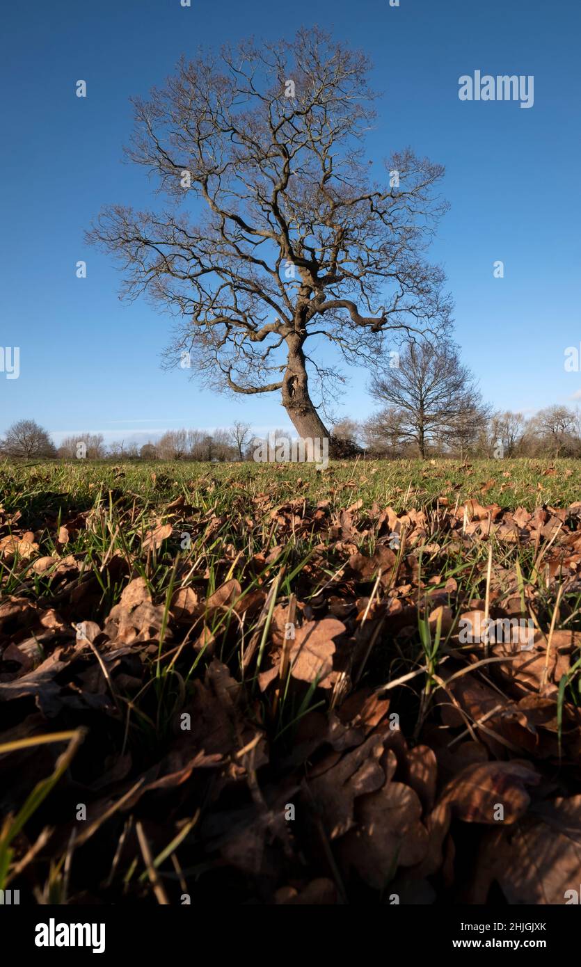 Ancient tree in winter hi-res stock photography and images - Alamy