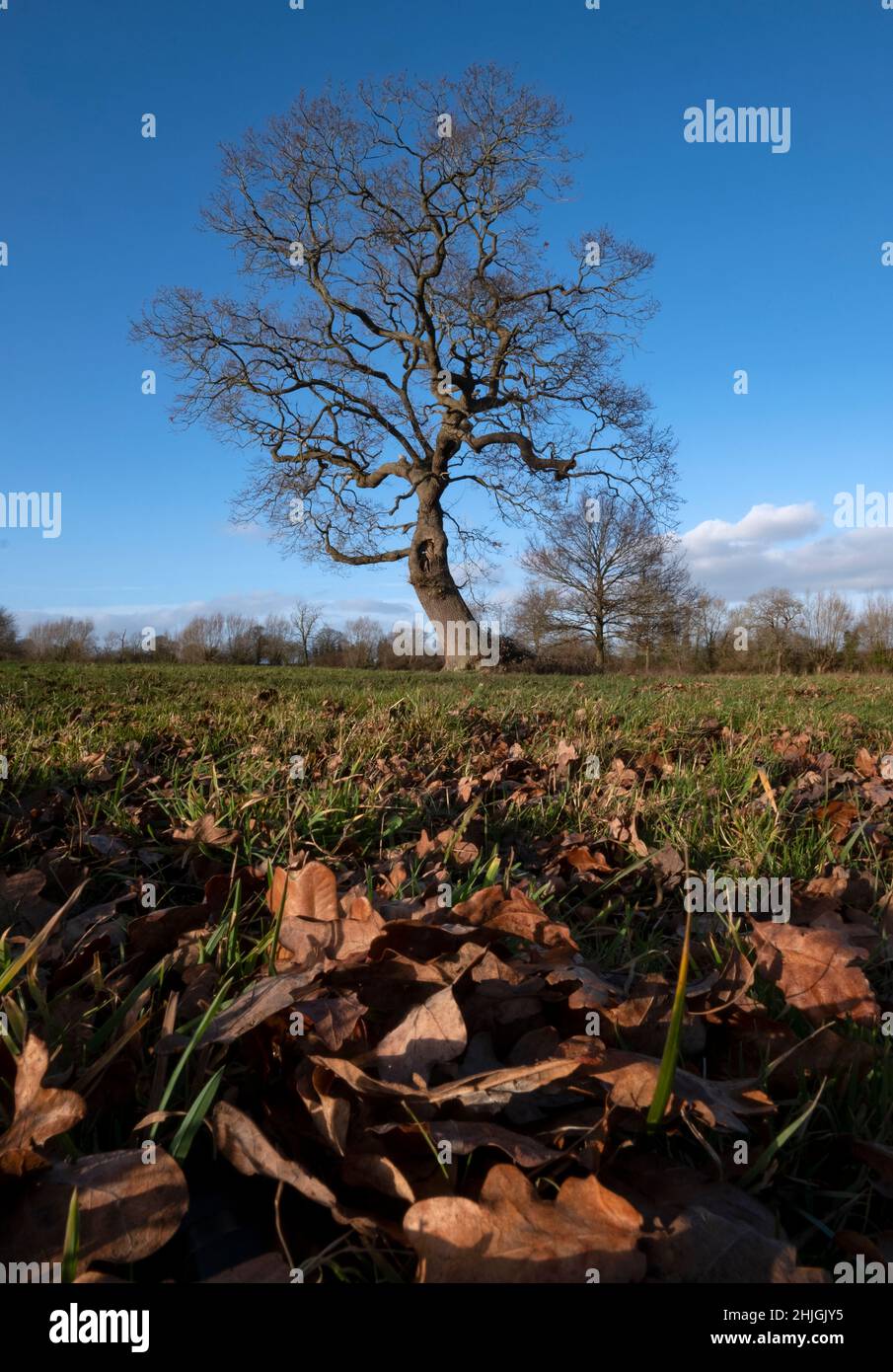 Ancient tree in winter hi-res stock photography and images - Alamy