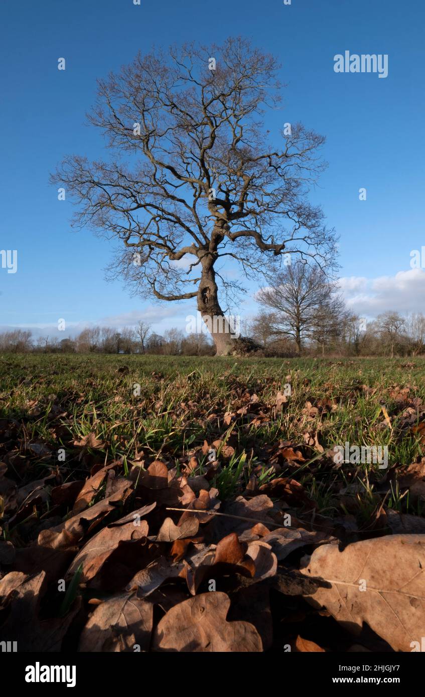 Ancient tree in winter hi-res stock photography and images - Alamy
