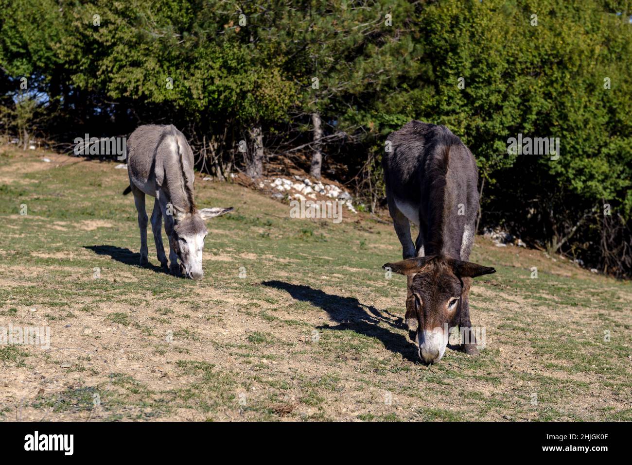 Donkey colt hi-res stock photography and images - Alamy