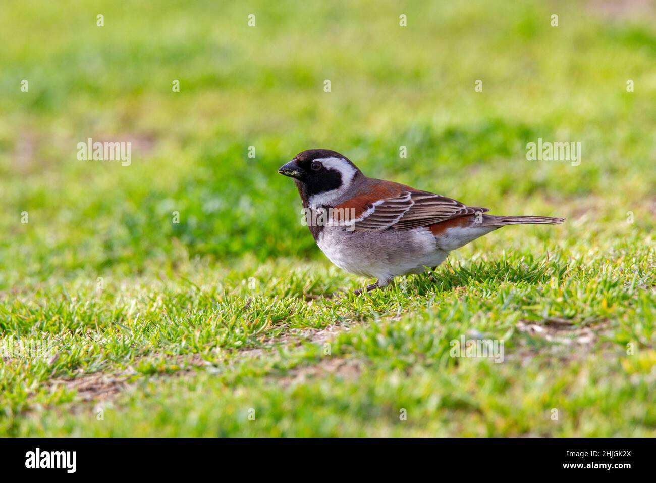 Cape Sparrow Passer melanurus Cape L'Agulhas, South Africa 6 September ...