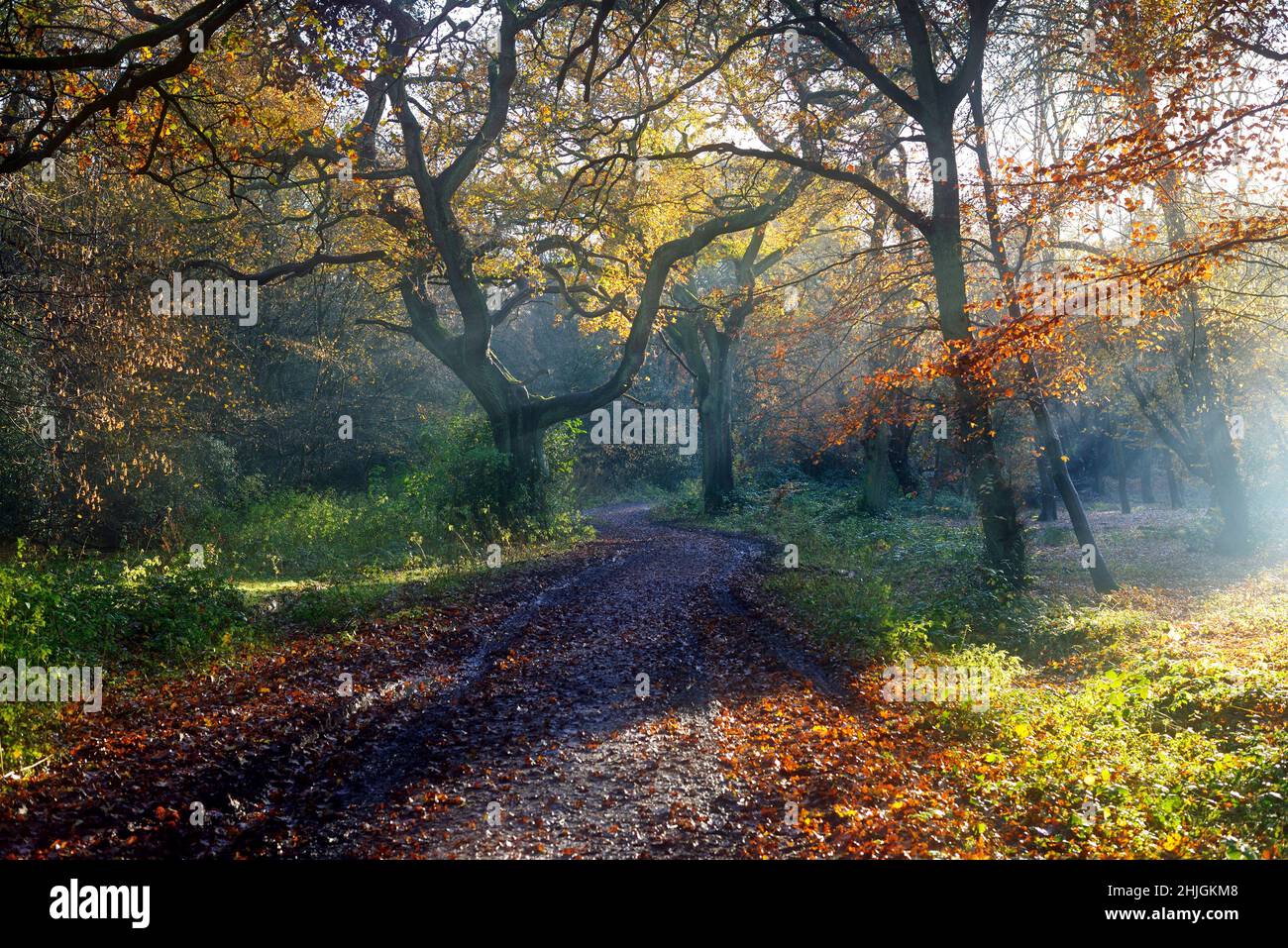 Scenic shot of a trail road in the middle of the Epping Forest in ...