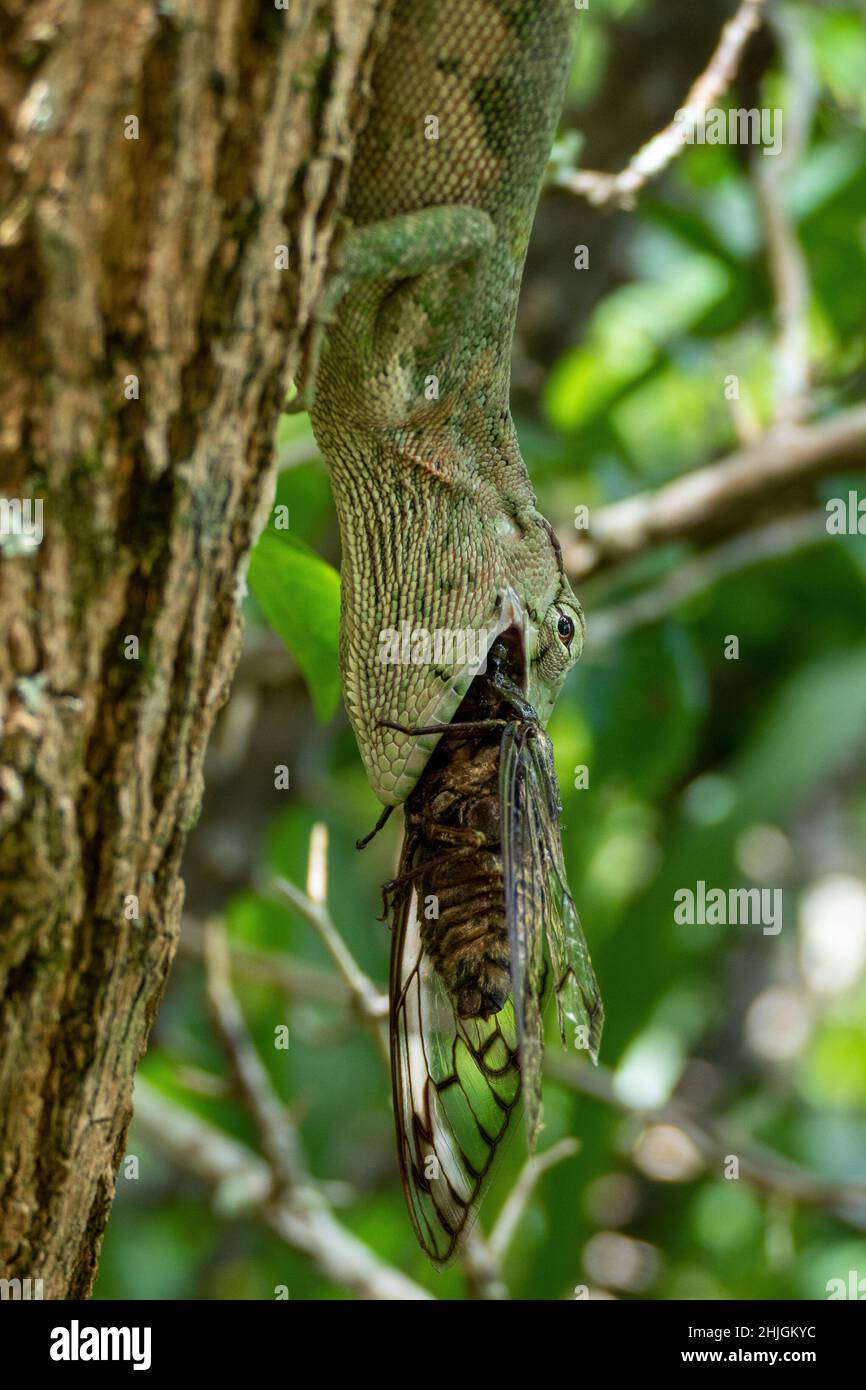 Close-up of Lizard eating a Cicada on the tree, Brazilian forest Stock ...