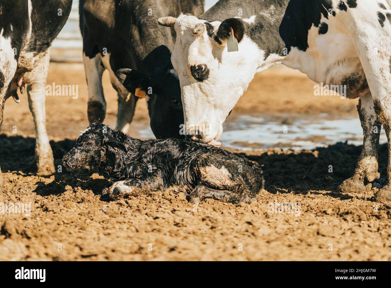 Cow lick hi-res stock photography and images - Alamy