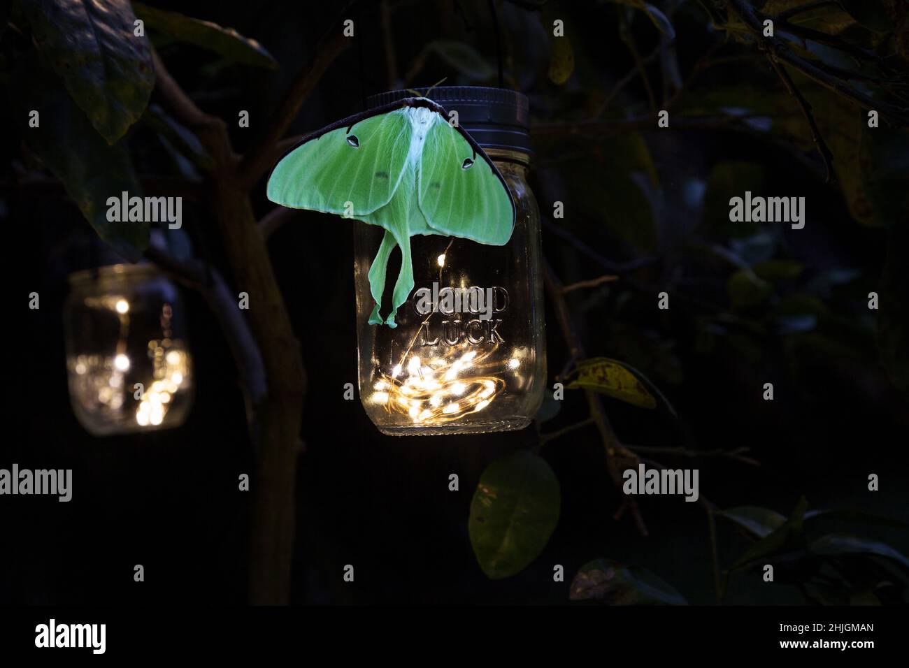 Perched on a glowing solar mason jar light is a Female bring green luna ...