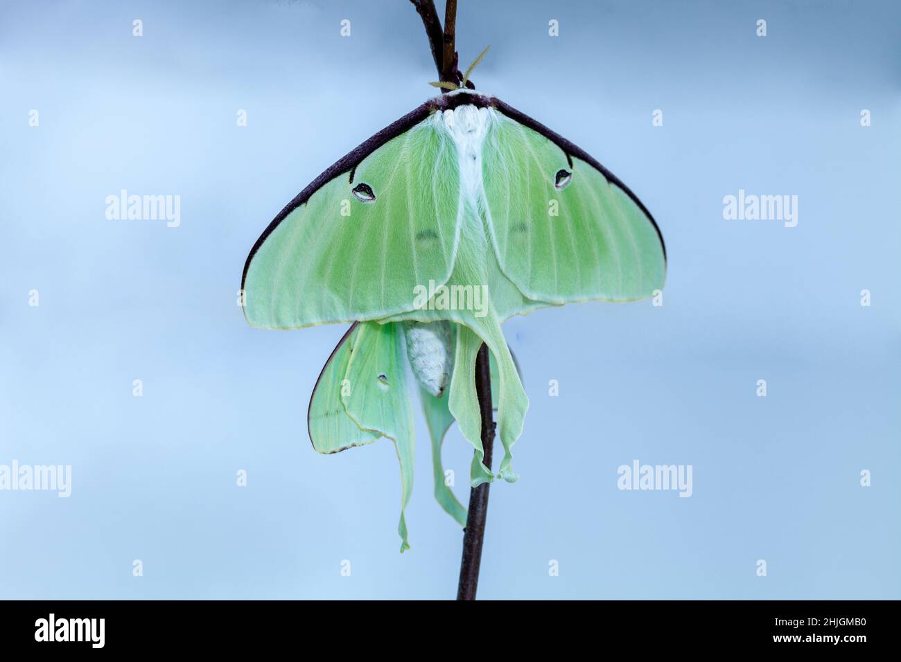 Pair of male and Female bright green luna moth Actias luna in Portland ...