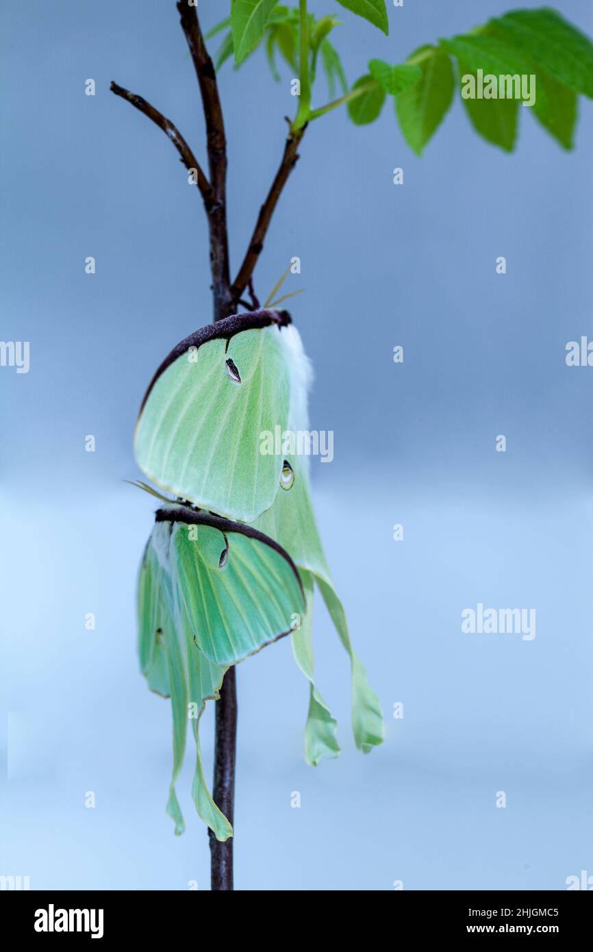 Pair of male and Female bright green luna moth Actias luna in Portland ...