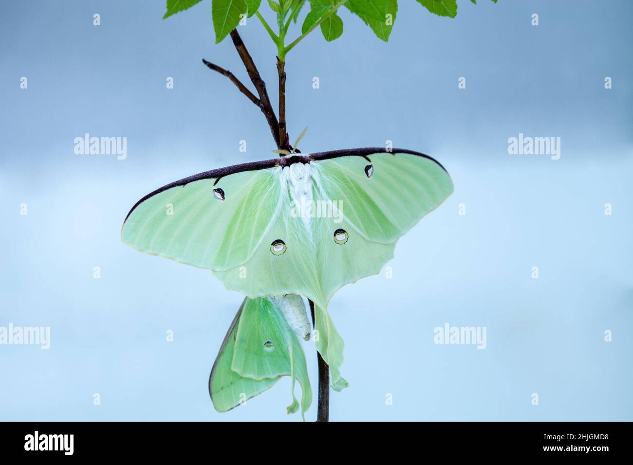 Pair of male and Female bright green luna moth Actias luna in Portland ...
