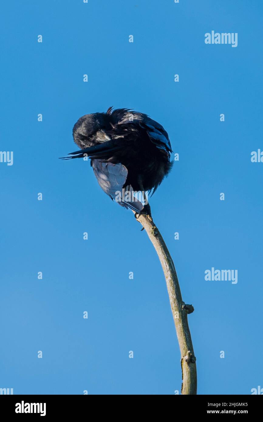 Carrion Crow (Corvus corone) preening itself on top of branch Stock ...