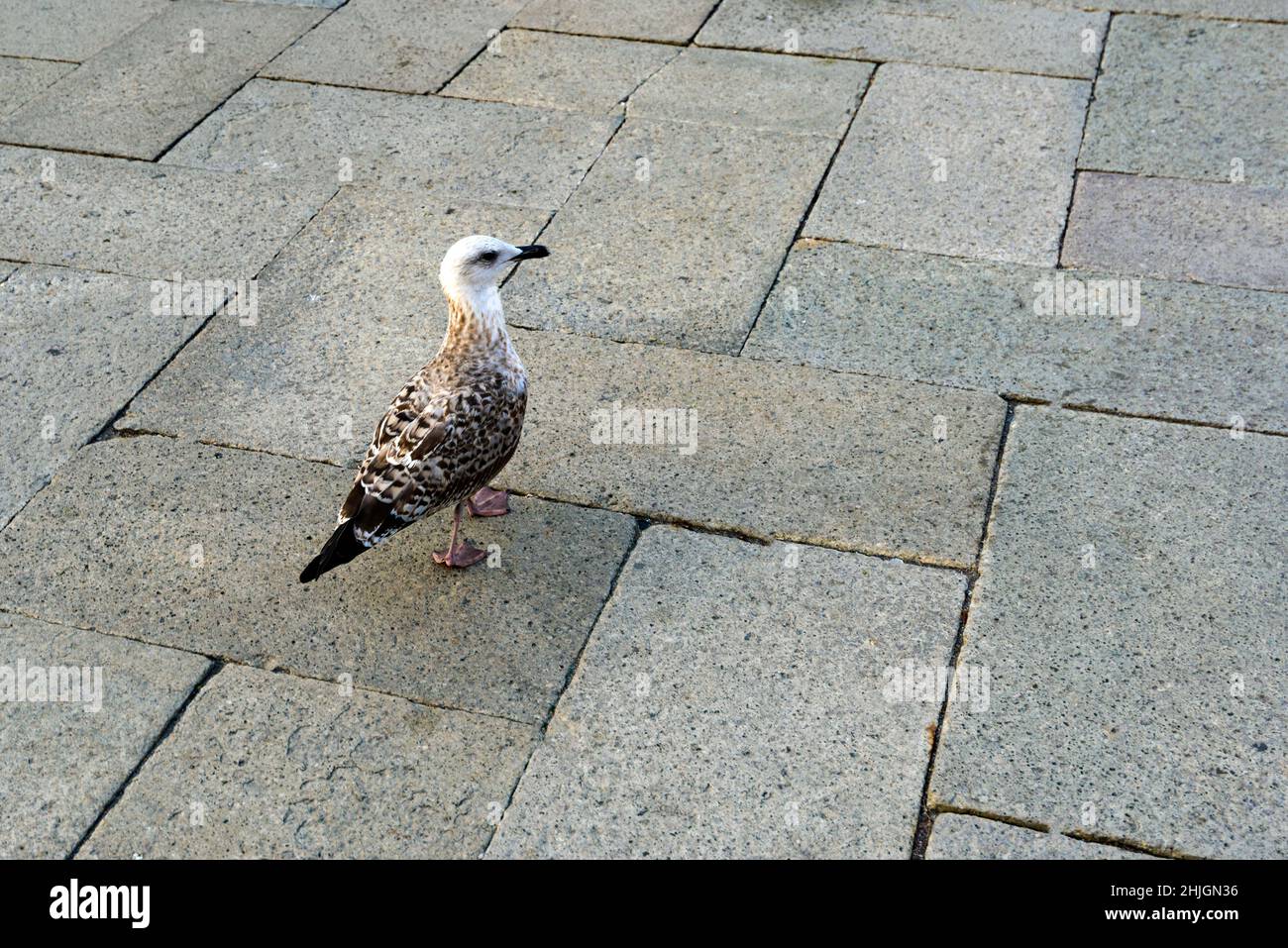 Seagull on St. mark's square in Venice Stock Photo - Alamy