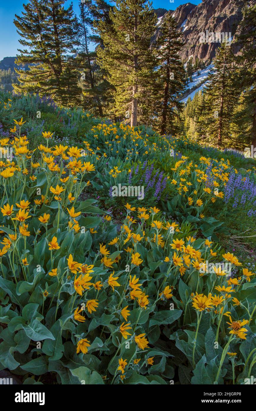 Arrowleaf Balsamroot, Balsamorhiza sagittata, Carson-Iceberg Wilderness ...