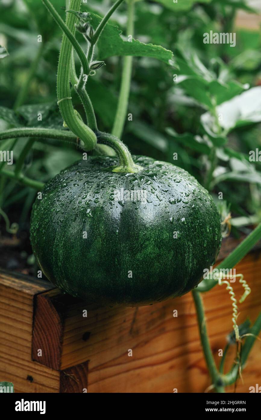 Green squash hi-res stock photography and images - Alamy