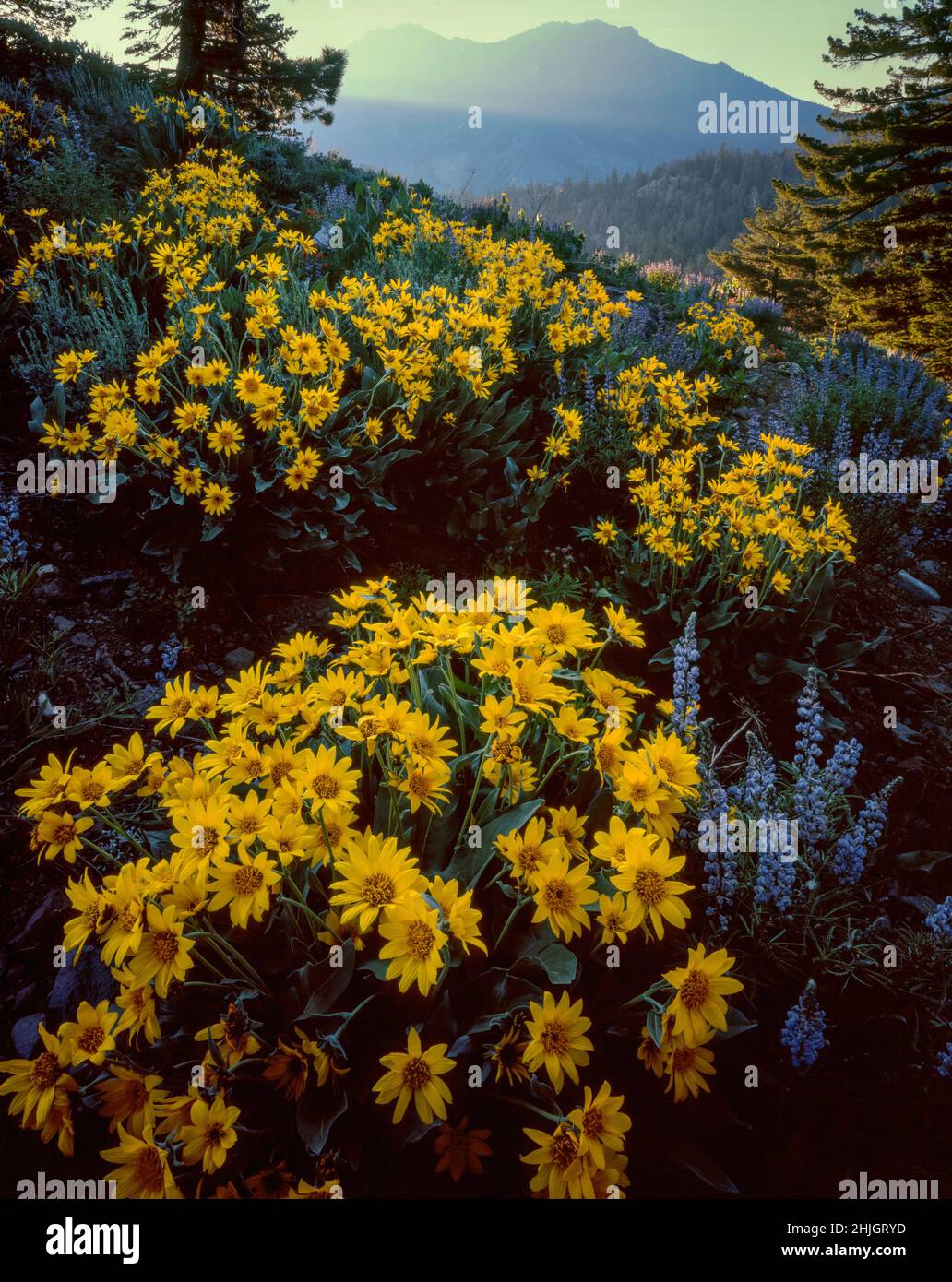 Balsamorhiza sagittata stanislaus hi-res stock photography and images ...