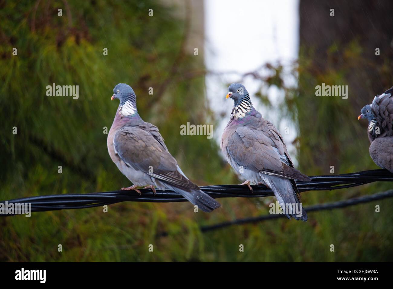 Closeup of pigeons sitting on a wire Stock Photo - Alamy