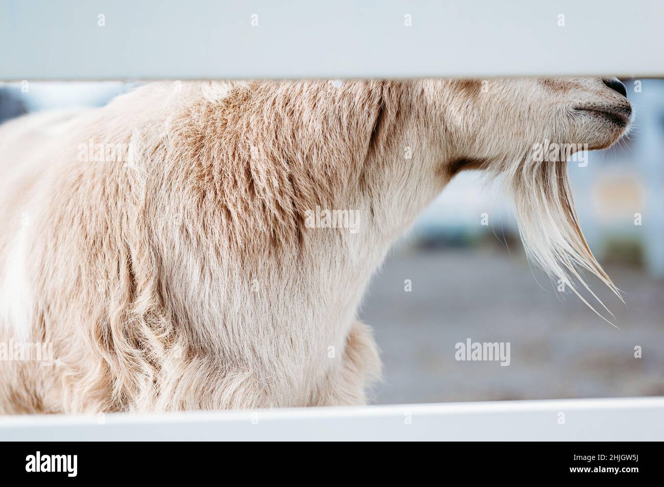 Closeup of a hairy chin of a goat Stock Photo - Alamy