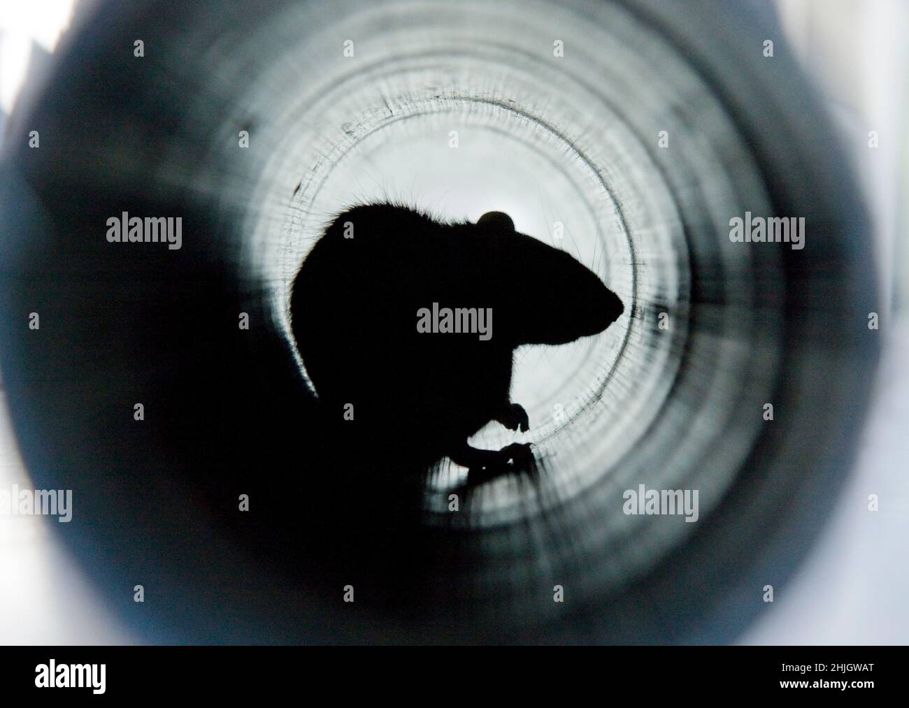 Brown rat in a water pipe Stock Photo - Alamy