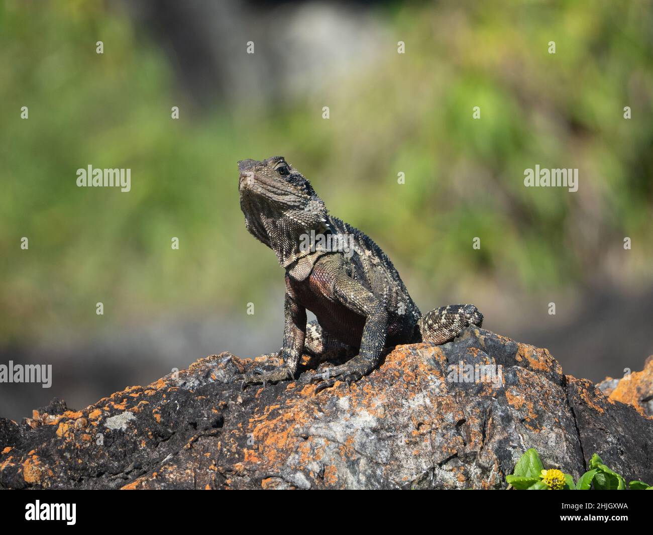 Australias largest dragon lizard hi-res stock photography and images ...