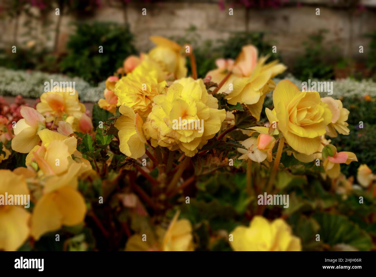 Flowerbed of bright yellow flowers. Colorful garden bed. Tilt-shift ...