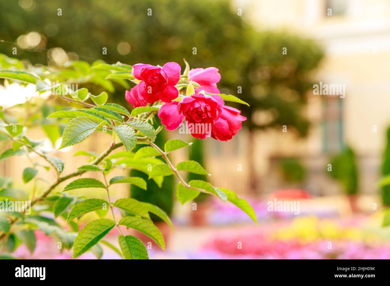 The bush of blooming pink roses. Colorful flower beds in the summer ...