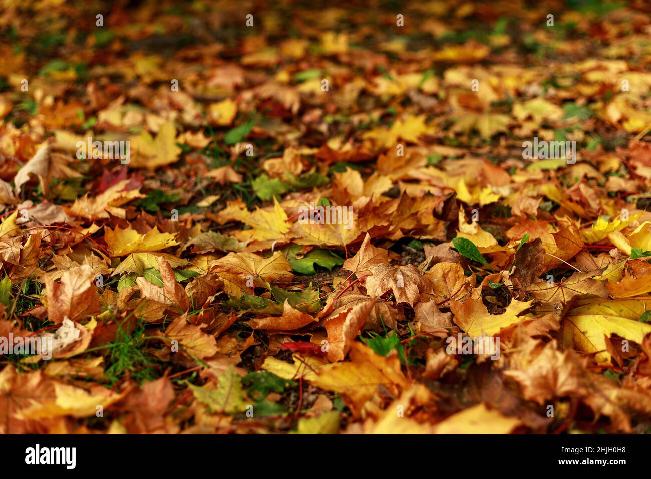 Fallen leaves of maple on the ground. Macro photo of yellow foliage in ...