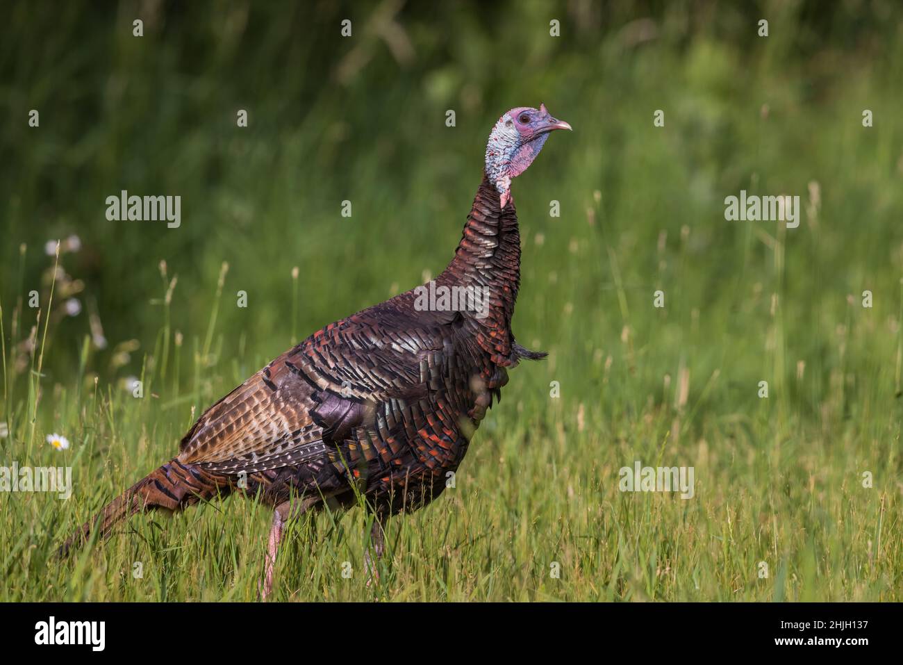 Jake wild turkey in northern Wisconsin Stock Photo - Alamy