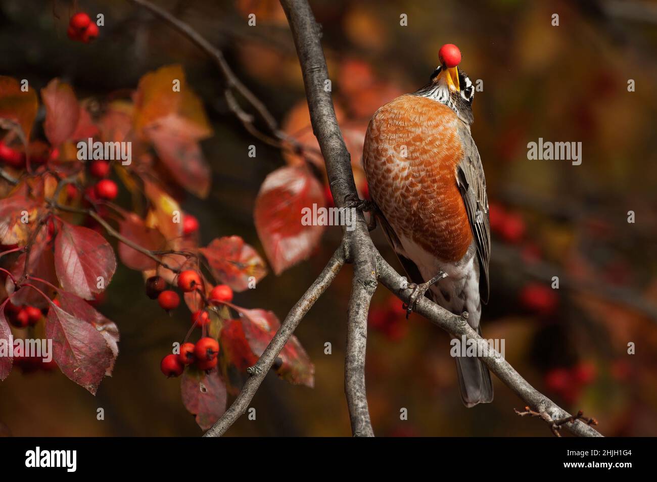 Autumn robins hi-res stock photography and images - Alamy