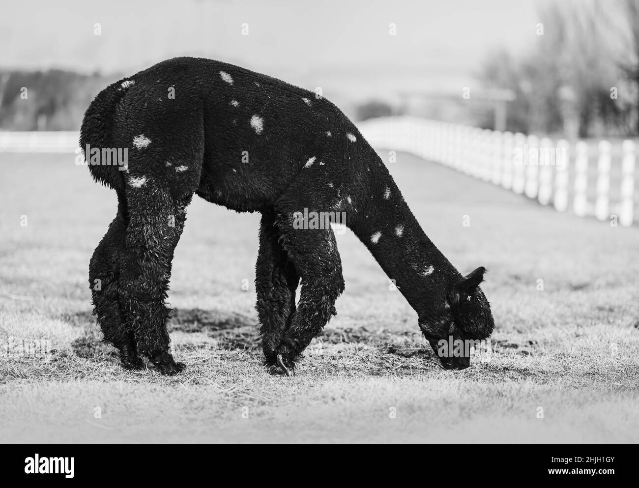 Alpaca in fence Black and White Stock Photos & Images - Alamy