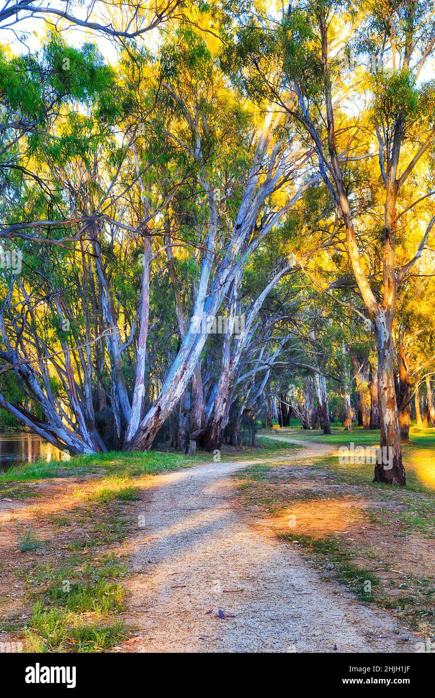 Walking track along Murrumbidgee river under tall gum trees in ...