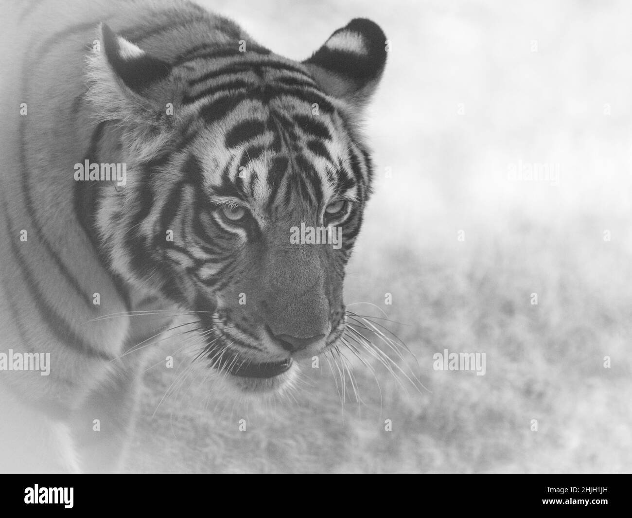 Scenic view of the beautiful tiger in its habitat in grayscale Stock ...