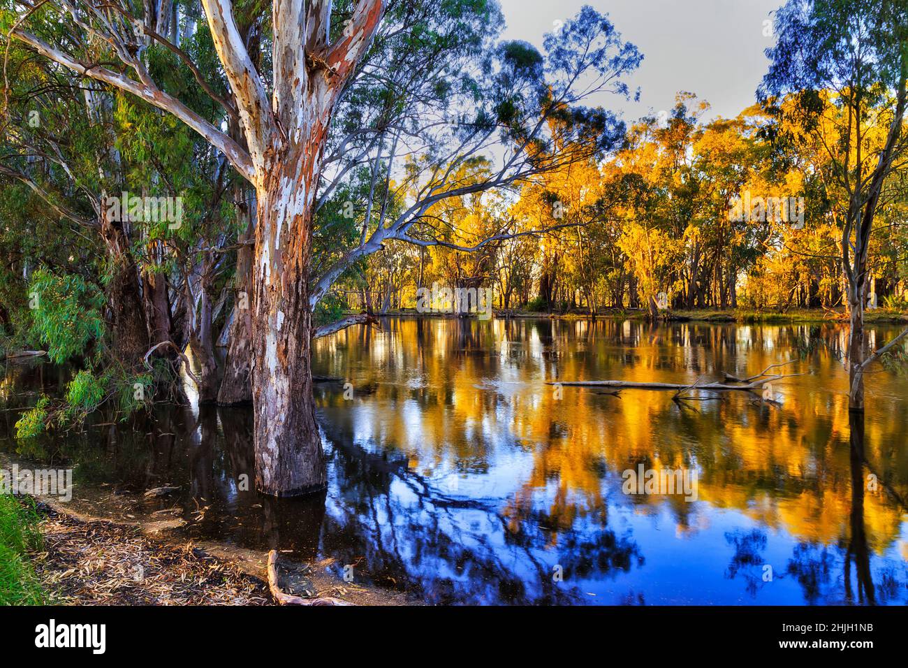Gum-trees flooded by full Murrumbidgee river in Balranald town of ...