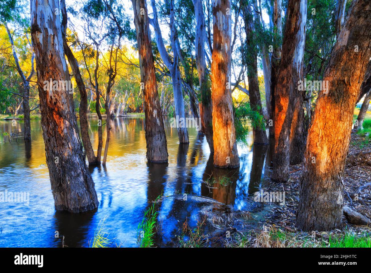 Thick gum-tree trunks on sides of Murrumbidgee river in Balranald town ...