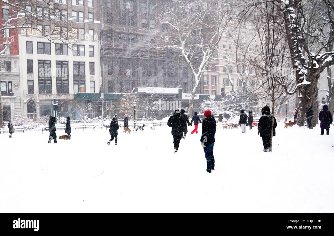 Dogs running, enjoying the snow in Madison Square Park, New York ...