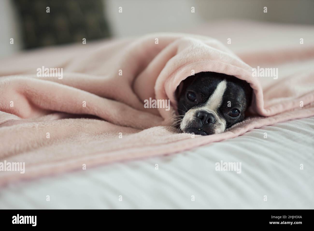 Small Dog Cozy in a Blanket on a bed Stock Photo - Alamy
