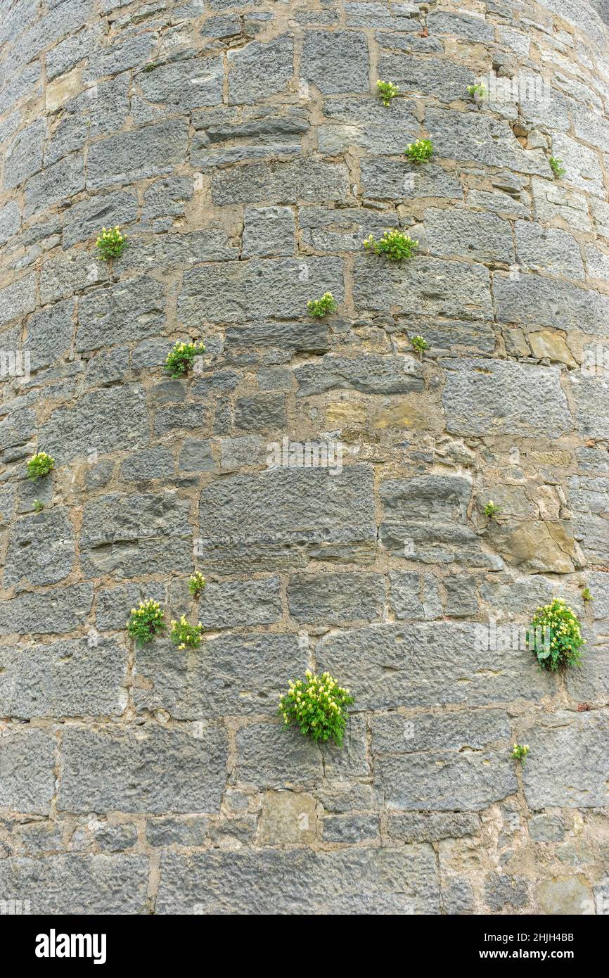 Weeds growing by a brick wall hi-res stock photography and images - Alamy