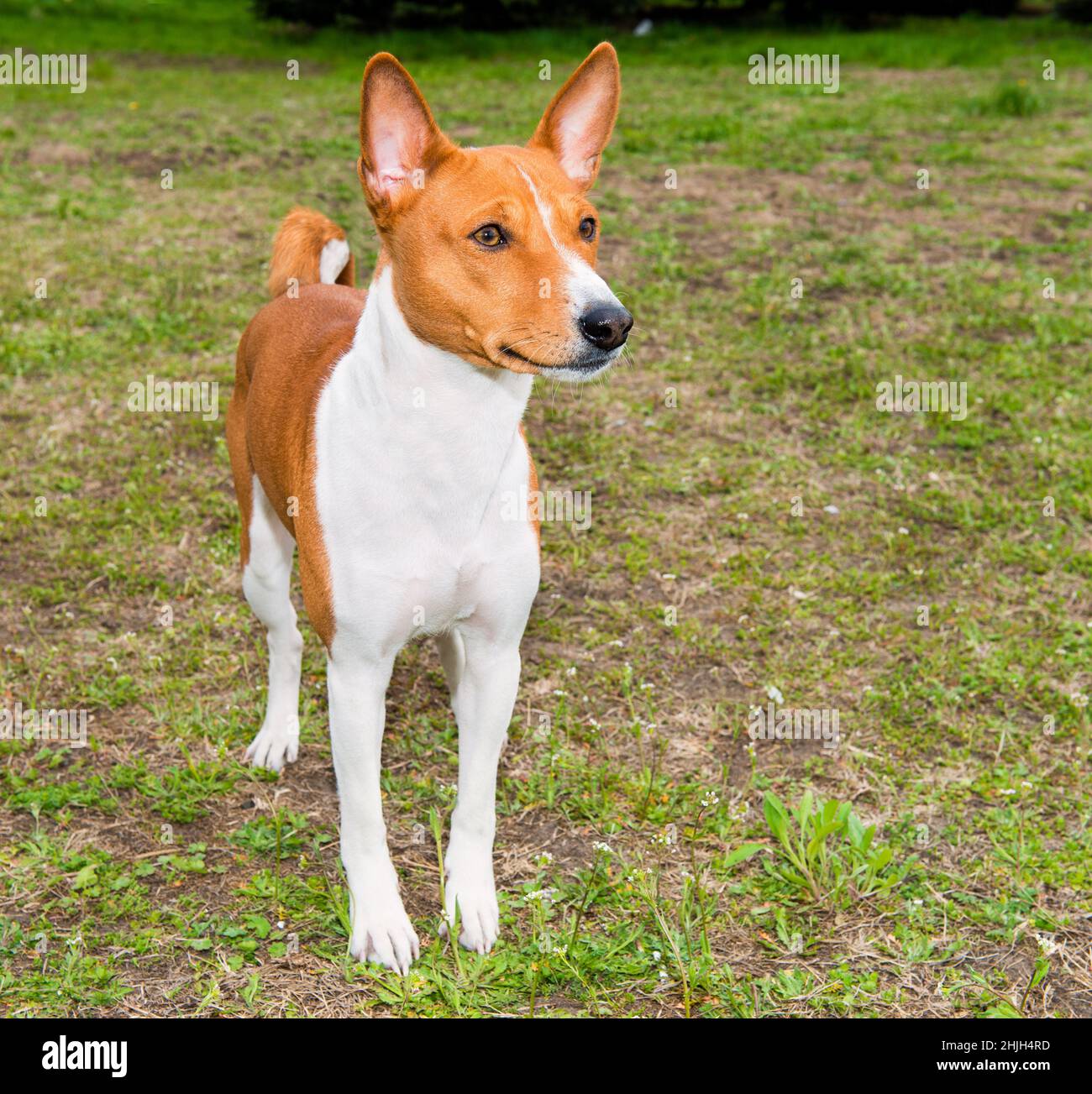 Basenji hi-res stock photography and images - Alamy