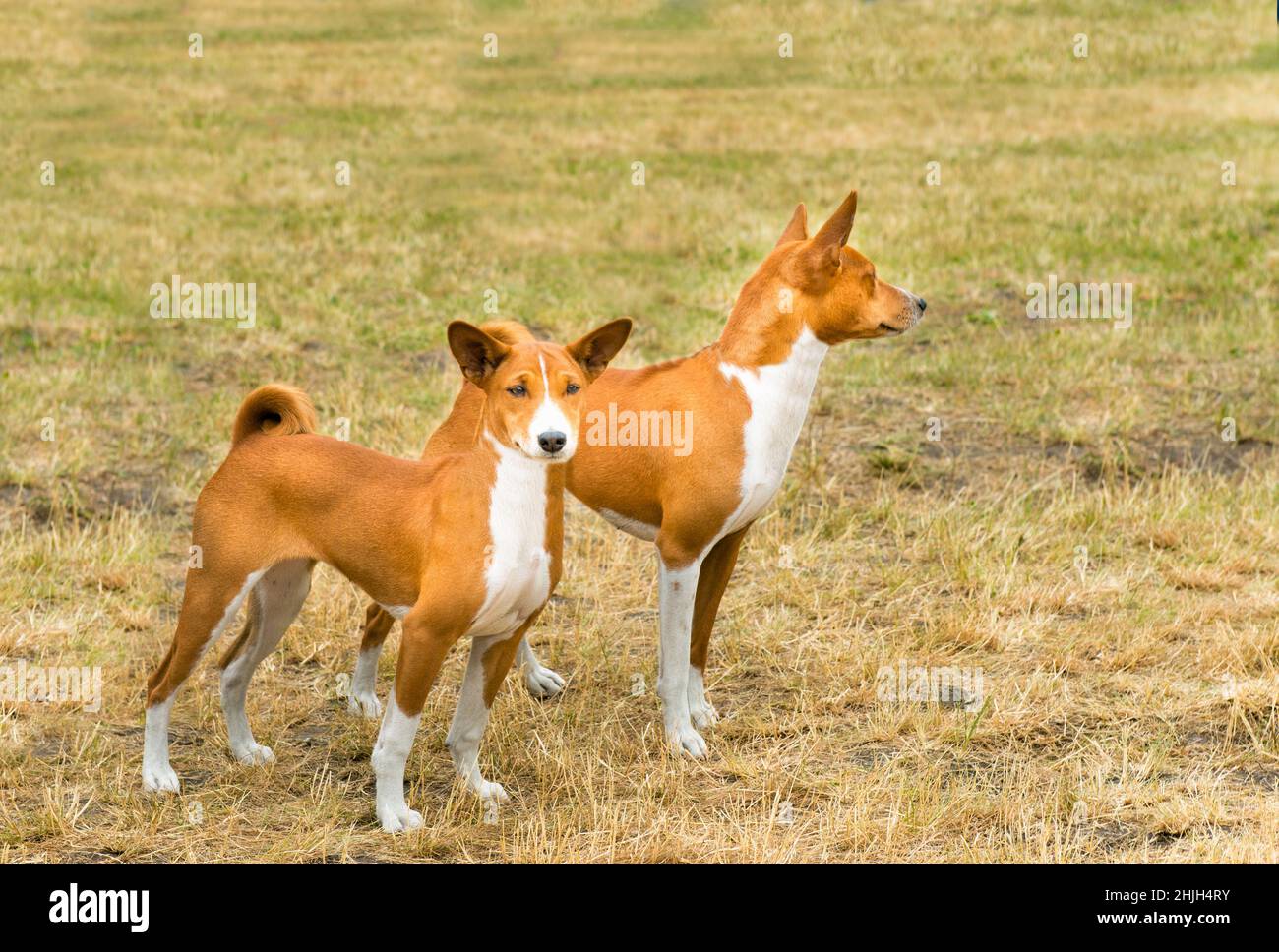 Show basenji hi-res stock photography and images - Alamy