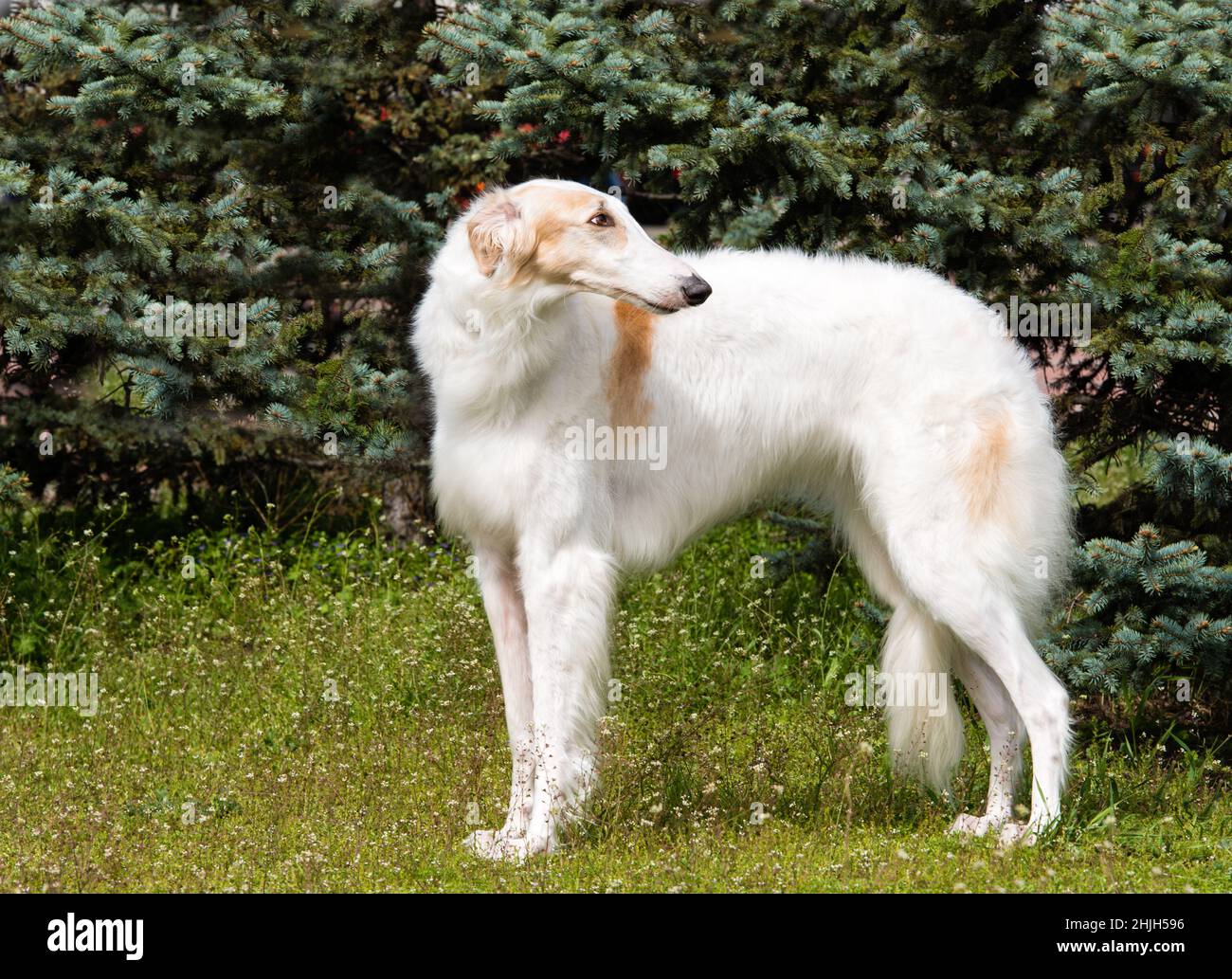 Borzoi Russian looks back. The Borzoi Russian dog is on the green grass ...