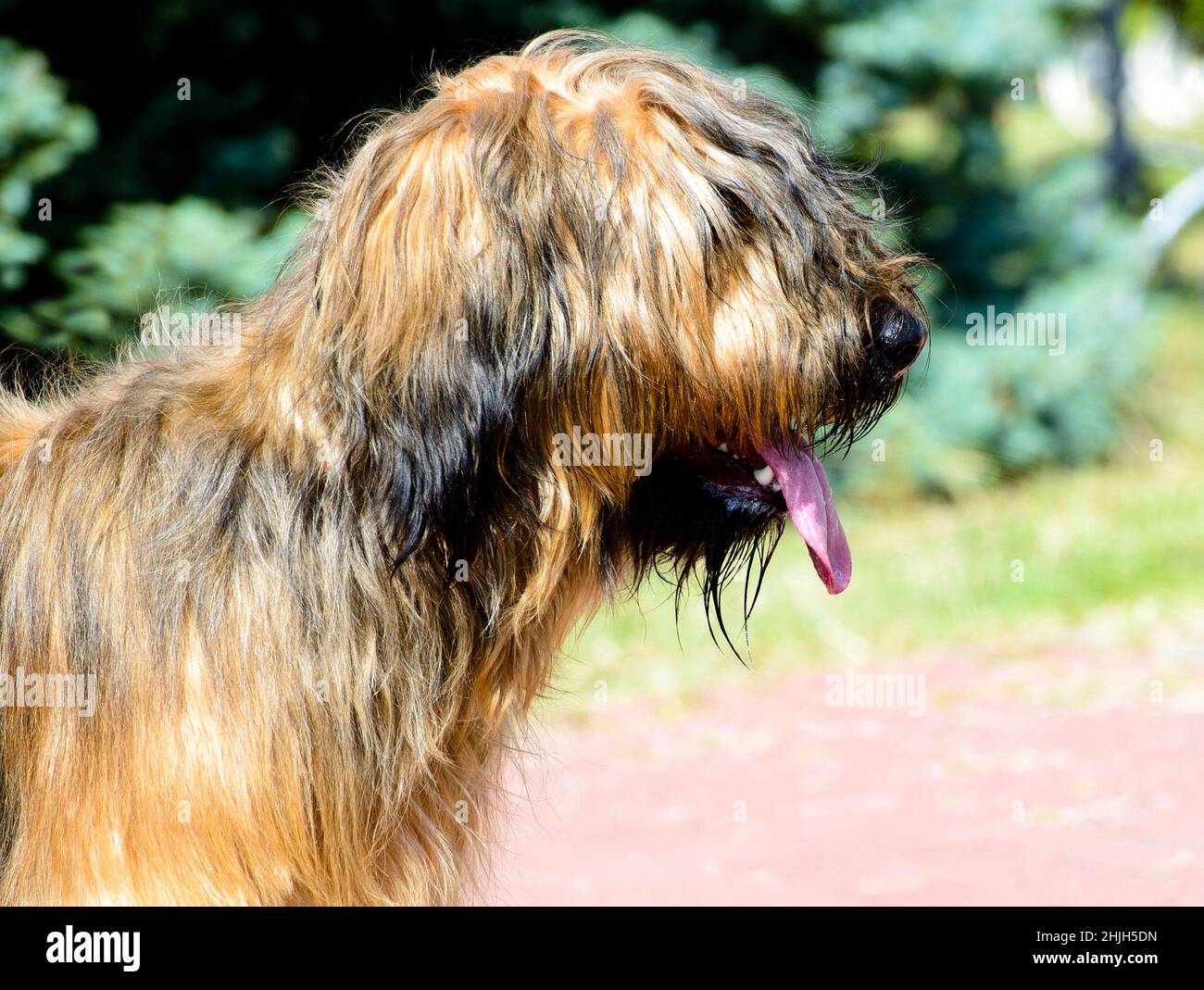 Briard portrait. The Briard of the red color is in the park Stock Photo ...