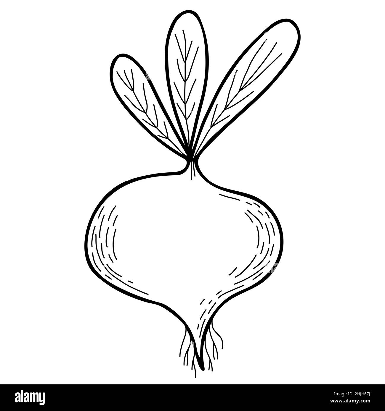 decorative Vegetable root. Beetroot with leaves. Vector illustration ...