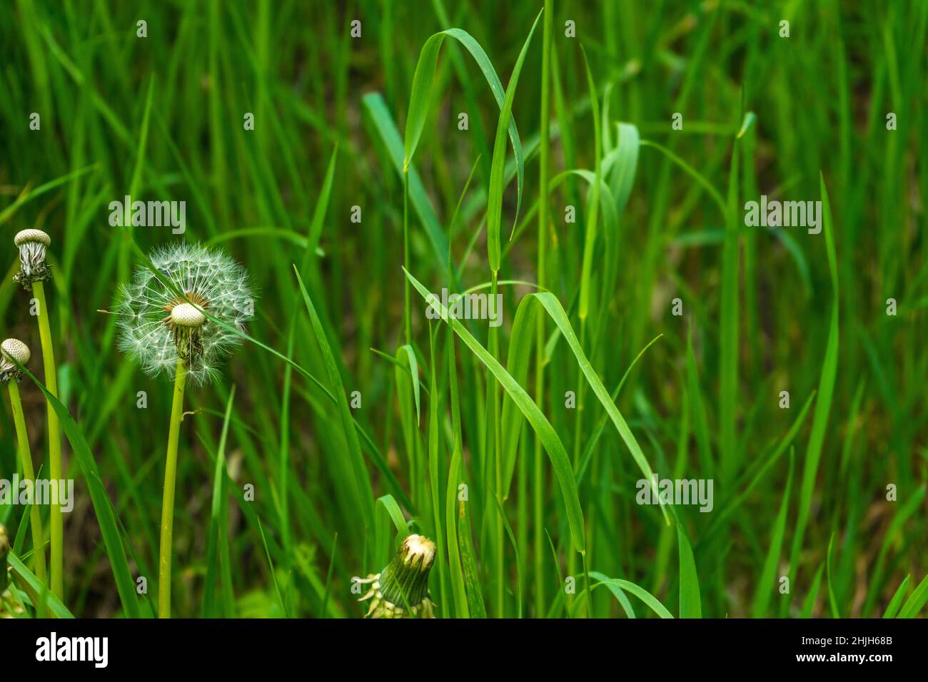 Small fluffy dandelion on a green field Stock Photo - Alamy