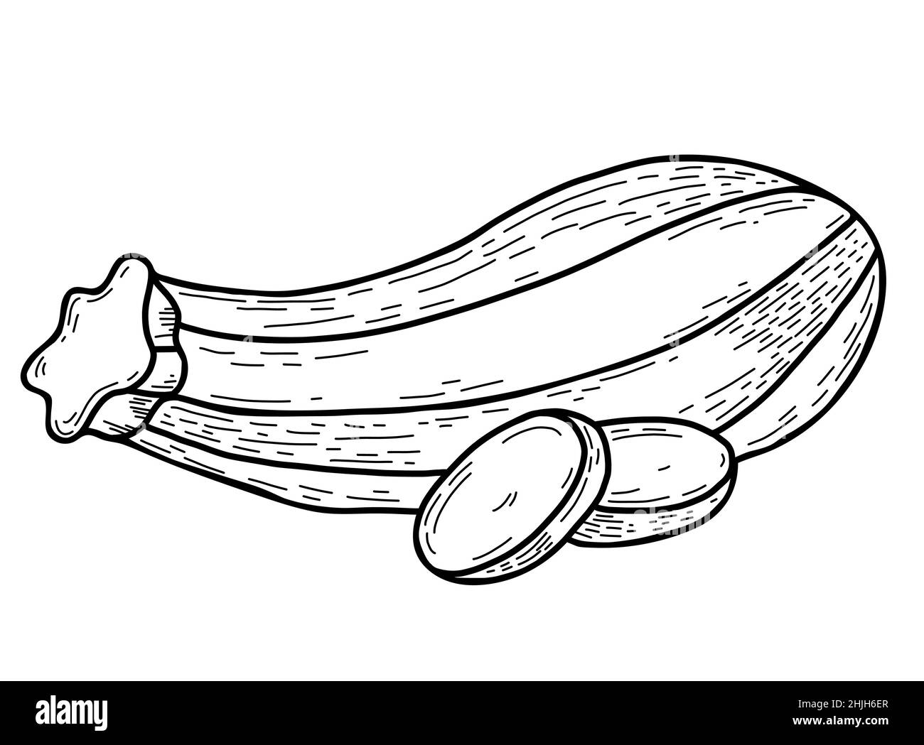 Vegetable marrow. Beautiful oblong striped zucchini and chopped pieces ...