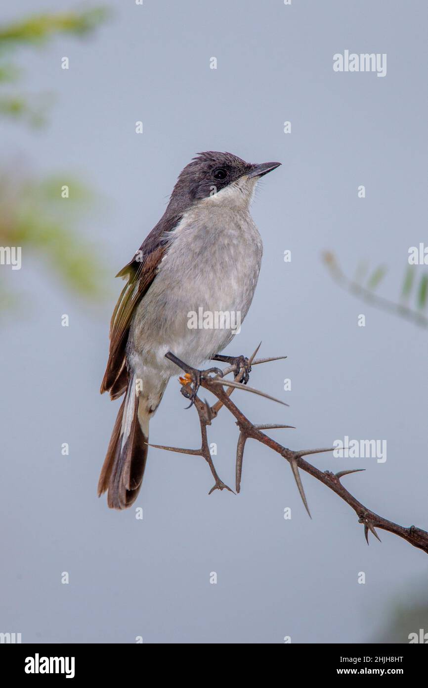 Fiscal Flycatcher Melaenornis silens Mkuze Game Reserve, South Africa ...