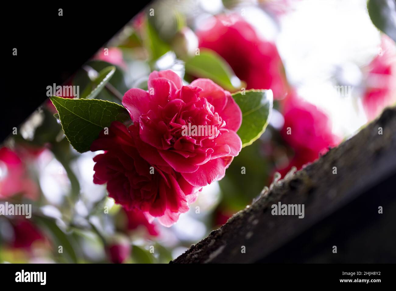 Closeup of a beautiful flower Stock Photo - Alamy