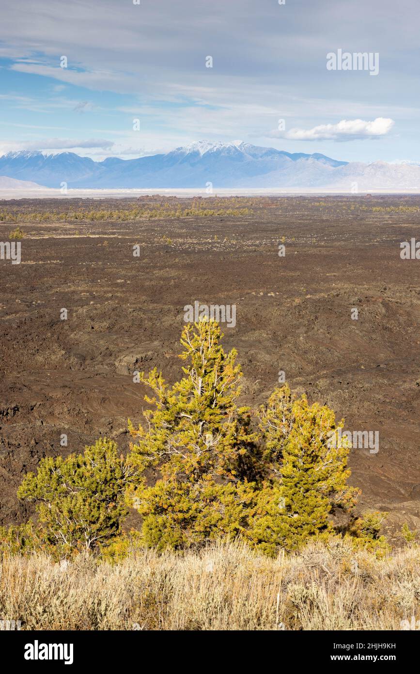 Juniper trees growing above a vast lava flow in the Snake River Plain ...