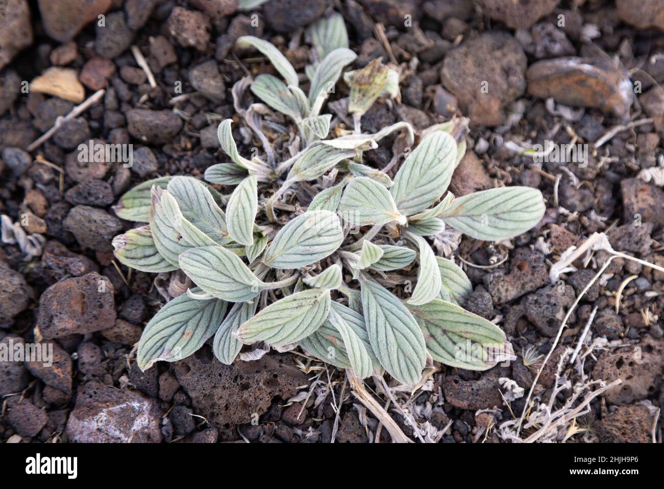 Fragile plant life growing out of the young soil in lava rocks along ...