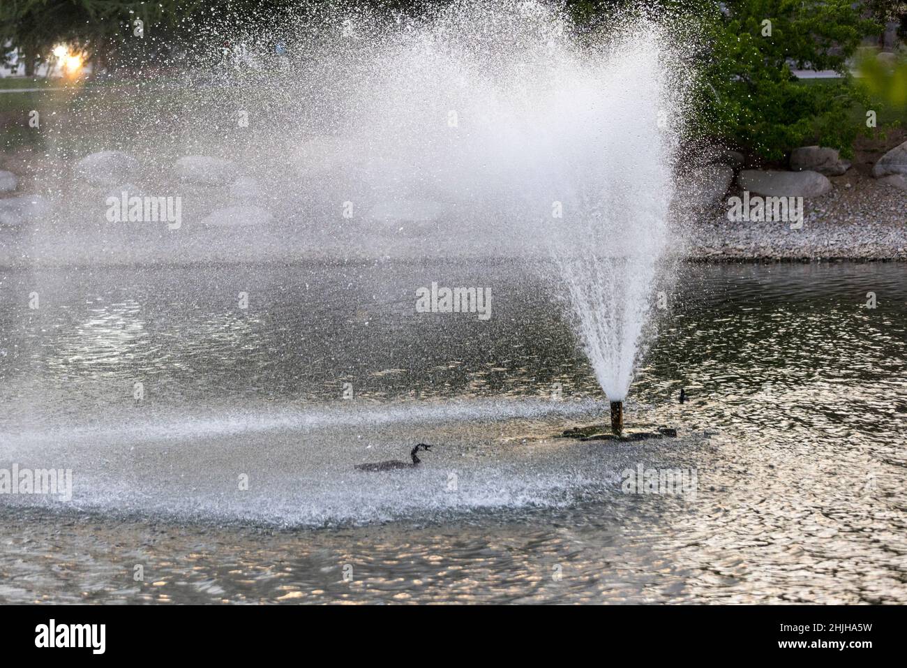 Canada goose screaming while swimming in a pond, being pelted by the ...