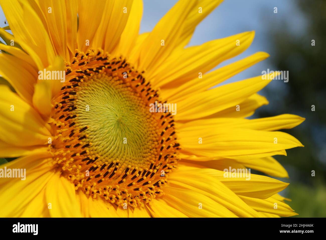 Happy sun flower hi-res stock photography and images - Alamy