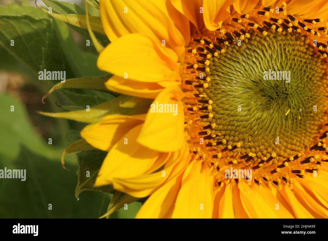 sunflower facing the sun with green background Stock Photo - Alamy